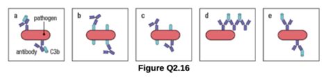 1 The Complement System Flashcards Quizlet