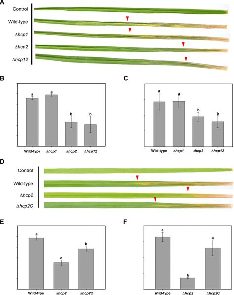 Pathogenicity Assay Of Xanthomonas Oryzae Pv Oryzae Xoo Hcp Download Scientific Diagram