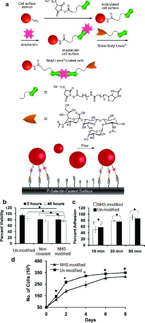 A Schematic Of Slex Cell Surface Coating Process And Coated Cells