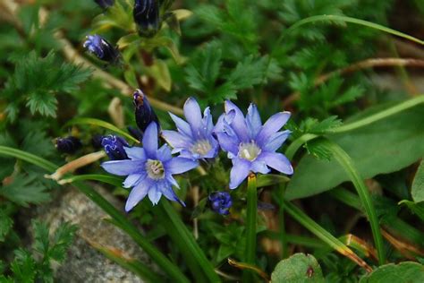 高山植物ミヤマリンドウ いこまいけ登山