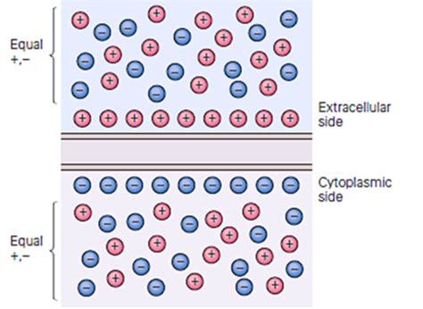 Bioelectricity And Neural Communication Flashcards Quizlet