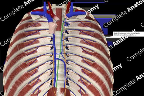 Sixth Posterior Intercostal Vein Complete Anatomy
