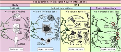 Shaping Neuronal Fate Functional Heterogeneity Of Direct Microglia Neuron Interactions Neuron