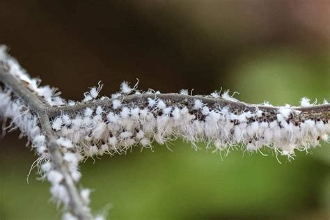 Asian Woolly Hackberry Aphids R Insects