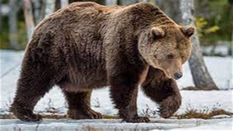 دعوای ترسناک دو خرس گریزلی غول‌پیکر بر سر یک لقمه غذا نماشا