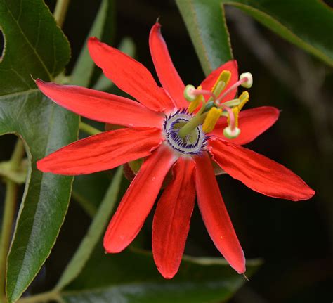 Passiflora Starter Kit Grassy Knoll Plants