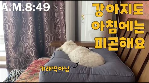 강아지도 아침에는 피곤해요 Youtube