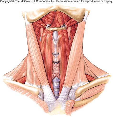 Anterior Neck Muscles Unlabeled