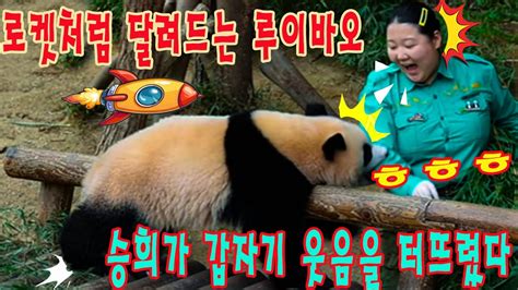 세상에 💥승희 이모 부름에 로켓처럼 달려드는 루이바오🤣이모도 루이의 행동에 웃음을 터뜨렸다 Youtube