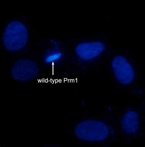 Figure S2 Figure Supplemental 2 Related To Figure 1 Confirmation Download Scientific Diagram