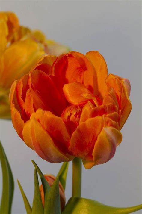Tulipa Monte Orange : r/flowers