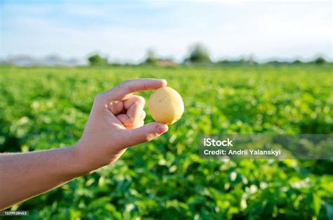농업 감자 농장의 배경에 농부의 손에 신선한 젊은 감자 농업 작물을 수확 신선한 유기농 채소 농업 선택적 초점 건강한 생활방식에 대한 스톡 사진 및 기타 이미지 Istock