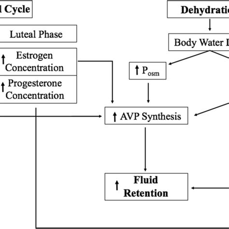 Relationship Between Dehydration And Female Sex Hormones Associated Download Scientific Diagram