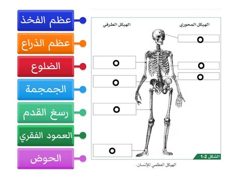 أجزاء الهيكل العظمي للإنسان Labelled Diagram