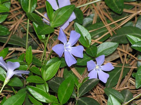 Periwinkle Plant Catharanthus Roseus Rose Periwinkle 035m Noah