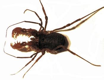 Harvestmen Definition Body Structure And Life Span