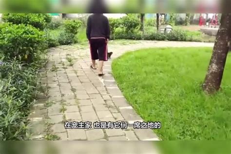 鳄鱼碰上水獭，鳄鱼本想饱餐一顿，结果却被水獭咬得命丧黄泉！水獭鳄鱼结果