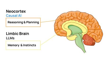 Is Causal Ai Acting More Like Our Neocortex And Llms More Like Our Limbic Brain 🤔 Llms Are