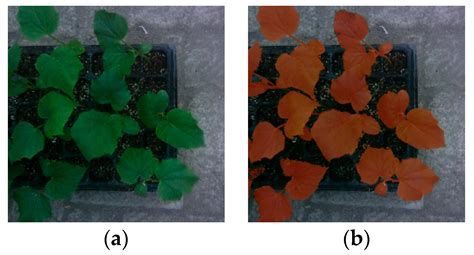 Image Segmentation Of Cucumber Seedlings Based On Genetic Algorithm