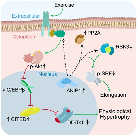 A Kinase Interacting Protein 1 Akip1 Promotes Cardiomyocyte