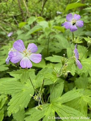 Geranium Maculatum Illinois Botanizer