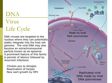 Ppt Microbiology Powerpoint Presentation Free Download Id2937594