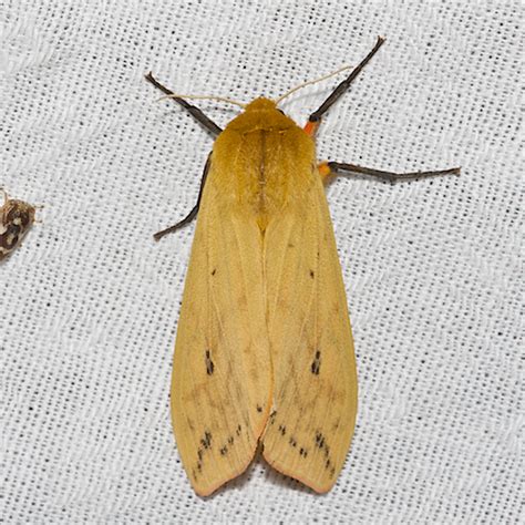 Isabella Tiger Moth Hodges8129 Pyrrharctia Isabella Bugguidenet