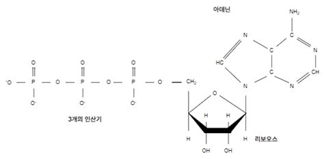 Atp 분자 질소 염기