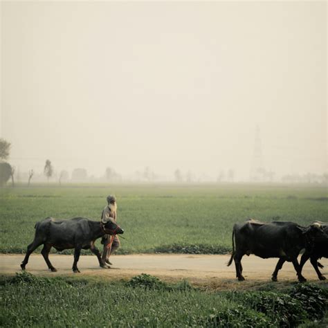 My Struggles With Software Sales Sun Dust And Rtc Buses🐮🐐🚌🚇🌞