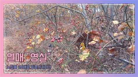 발기부전과 성기능개선에 탁월한 찔레나무열매 영실을 들어보셨나요 Youtube