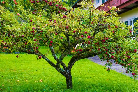Ultimate Guide To Best Trees For Small Gardens NZ