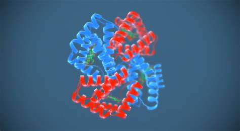 血红蛋白 3d场景 Cn Mozaik电子教育与学习