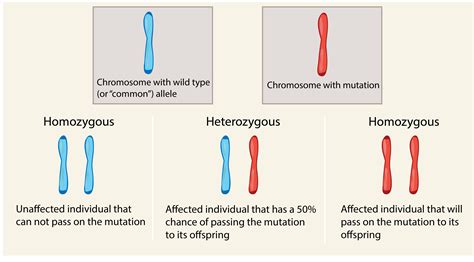 Recessive Gene Examples