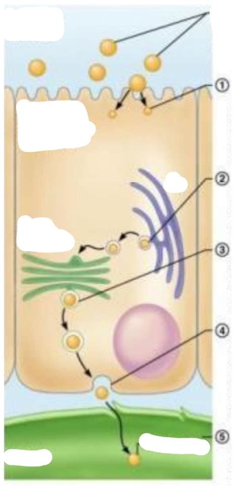 Diagram Of Lipid Absorption Quizlet