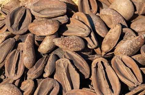 수평 방향의 Schrebera Swietenioides 과일 또는 직공의 빔 나무 과일 더미의 평면도 0명에 대한 스톡 사진 및 기타 이미지 Istock