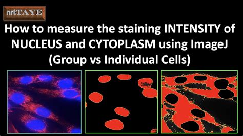 How To Measure The Staining Intensity Of Nucleus And Cytoplasm Using