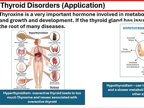 Negative Feedback Adrenaline And Thyroxine Gcse Biology Teaching Resources