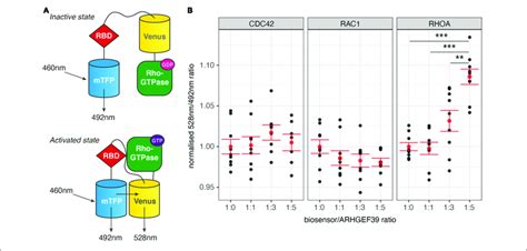 A Diagram Of Fret Based Rho Gtpase Activity Biosensor If The Rho