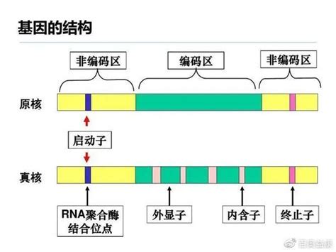 科普讲堂 分分钟教会你基因结构知识 知乎