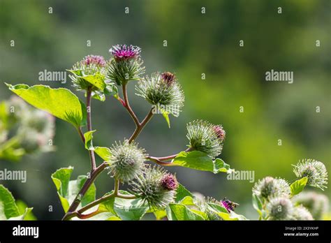 The Arachnoid Burdock Arctium Tomentosum Wild Plants Of Siberia Stock