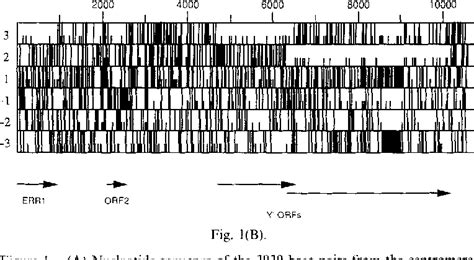 Figure 1 From Yeast Sequencing Reports Sequence Analysis Of The Right