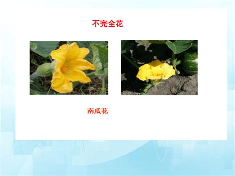 4 1 1花的结构和类型（第一课时）课件 共22张ppt 内嵌视频1个 济南版生物八年级上册 21世纪教育网