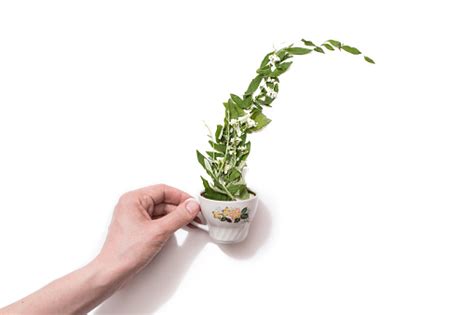 흰색 배경에 꽃 파터른 흰색 배경에 고립 된 꽃을 잘라 자연을 돌보는 흰색 컵에 녹색 잎 블로거를위한 사진 평지 기업 재무와 산업에 대한 스톡 사진 및 기타 이미지 Istock