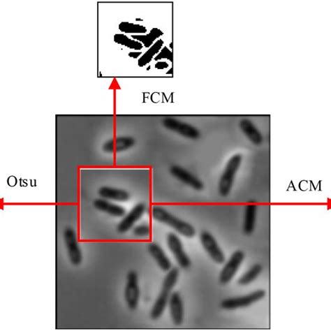 Direct Segmentation Results And Accumulated Results Of Different Methods Download Scientific