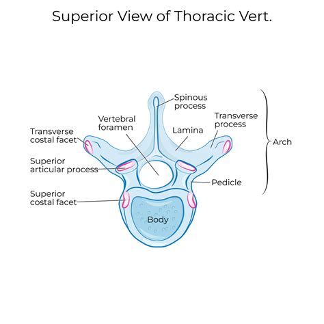 Gross Anatomy Glossary Vertebral Column Ditki Medical And Biological Sciences