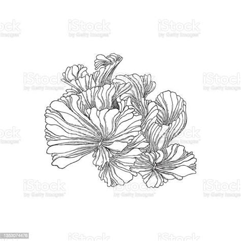산호초 요소 또는 흑백 스케치 스타일로 해초 흰색 배경에 고립 된 벡터 일러스트 검은색에 대한 스톡 벡터 아트 및 기타 이미지 검은색 그리기 다시마 Istock