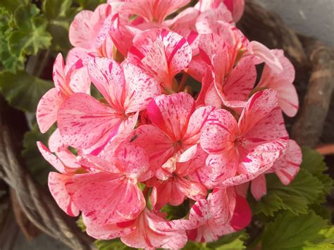 Оранжерия за Цветя Костинброд