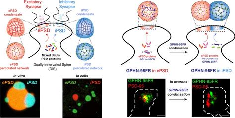 Decoding The Brain The Division Of Life Science At Hkust