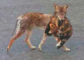 Coyote Attack Cat