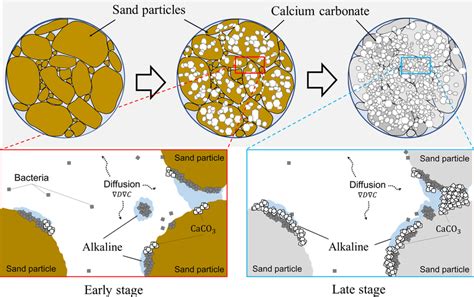 Ureolytic Bacteria Induced Precipitation Of Calcium Carbonate